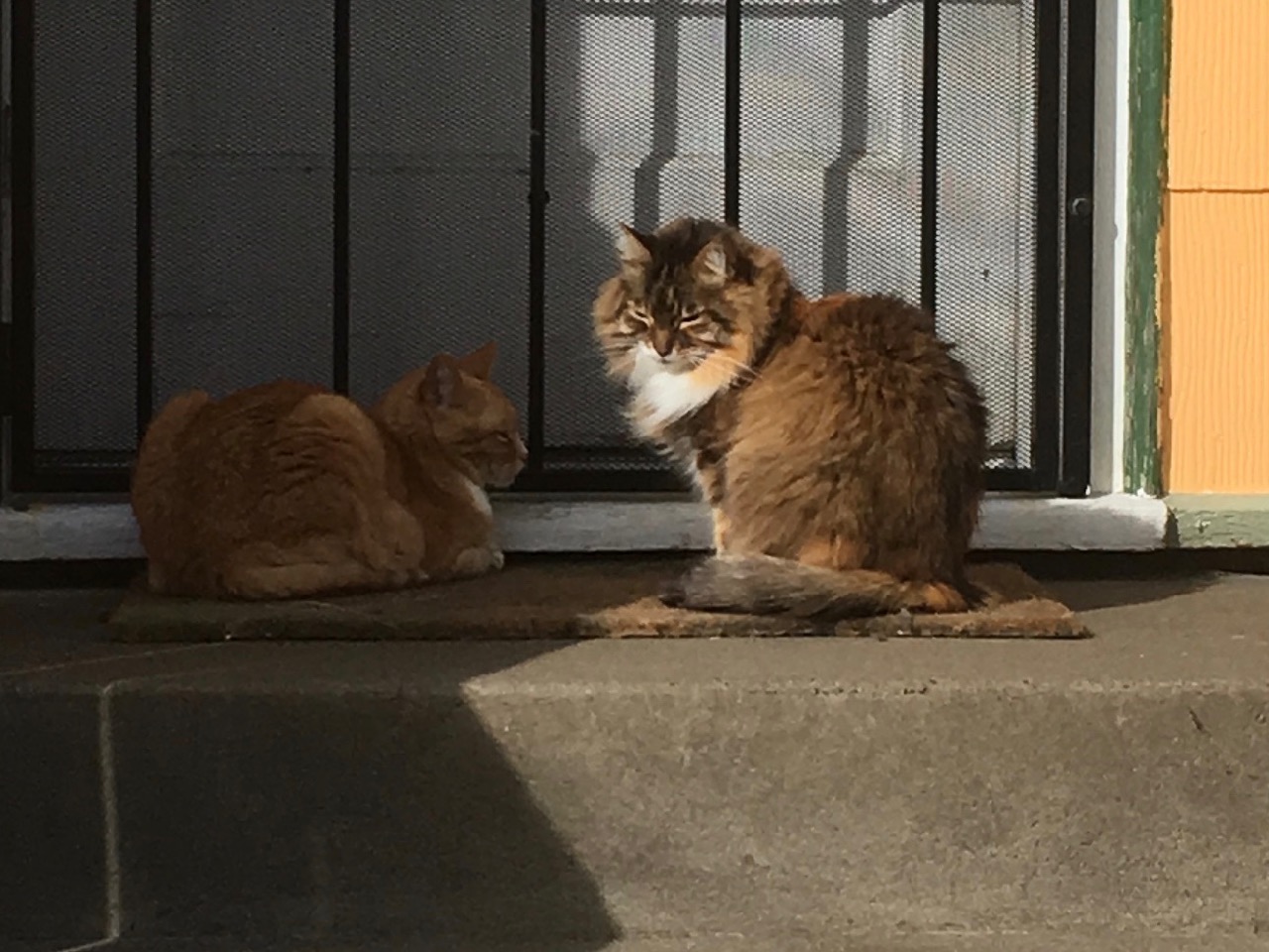 A Cat Conversation in Five Parts | Wynded Words